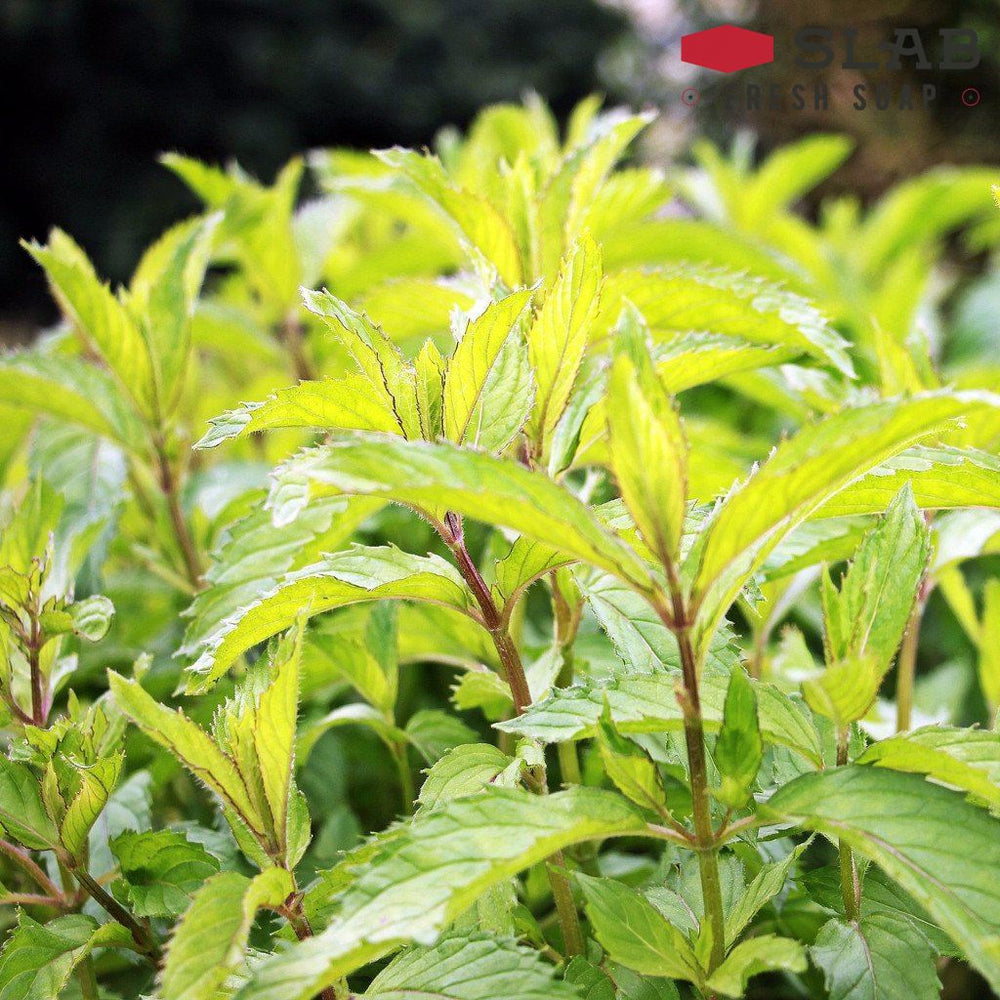 Peppermint Oil Uses | Peppermint Essential Oil | SLAB FRESH SOAP ...